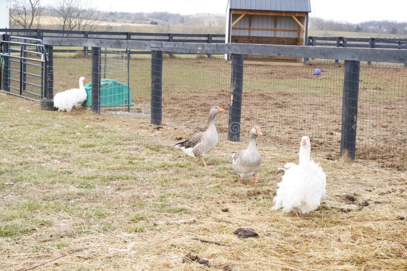 There are Three White Ducks in the Farm Pen with Barn in Background ...