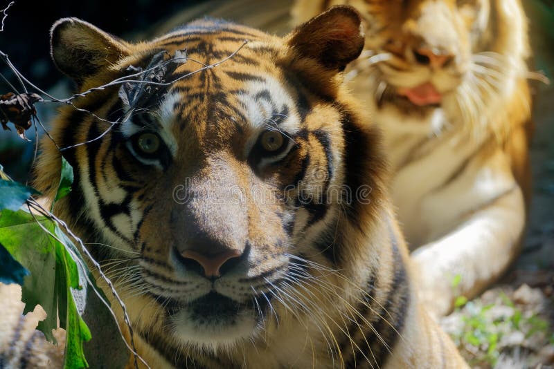 Sight of tiger stock photo. Image of animal, feline - 162062226