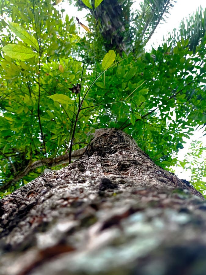 There are Tree and Green Leaves Stock Photo - Image of tree, nature ...