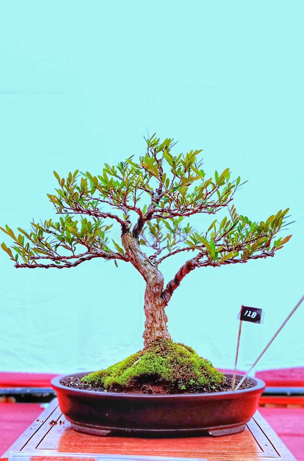 There is a Tree that Grows Tall, but Its Leaves Cannot Protect it. that ...