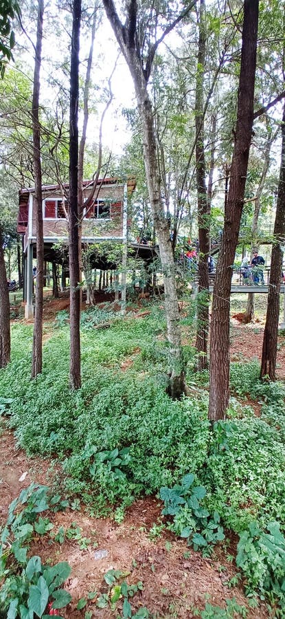 There is a Tree House that You Can Visit Stock Image - Image of shrub ...