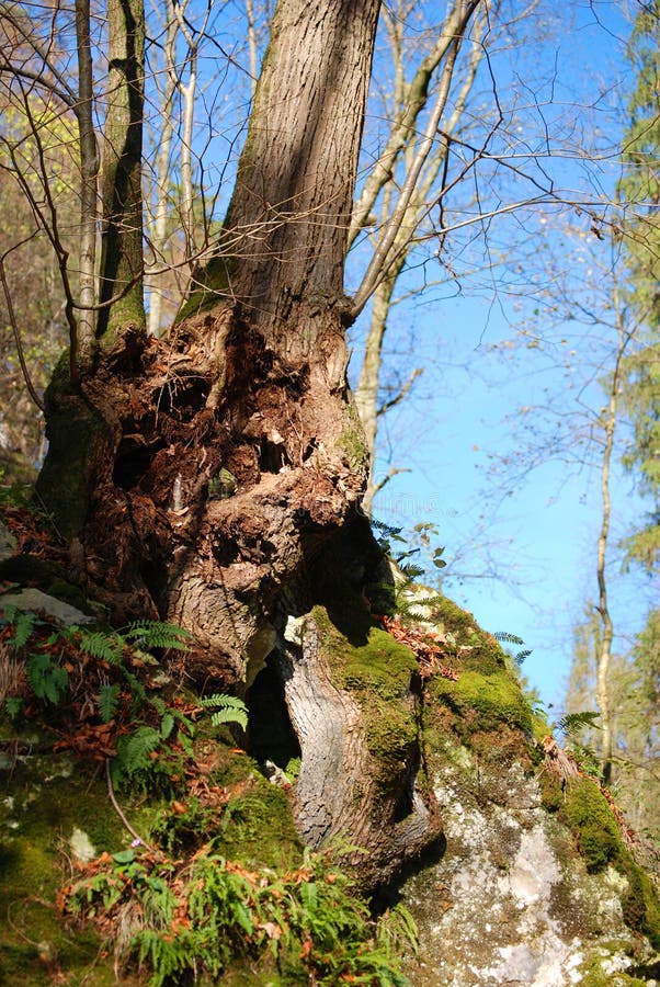Rooted stock photo. Image of stable, size, moss, rock - 305364128