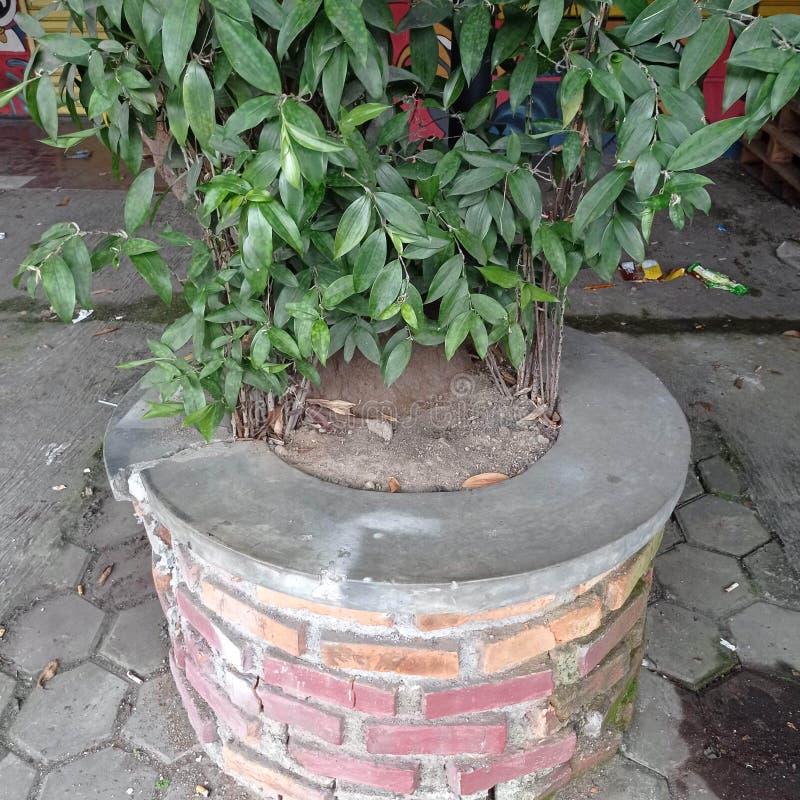 There are Trees that are Kept Alive and Given Decorations or Art To ...