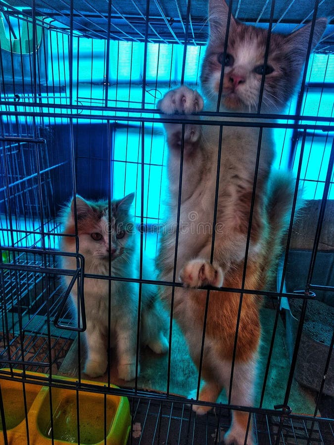 There are Two Cats in a Cage Stock Photo - Image of like, styled: 270015302