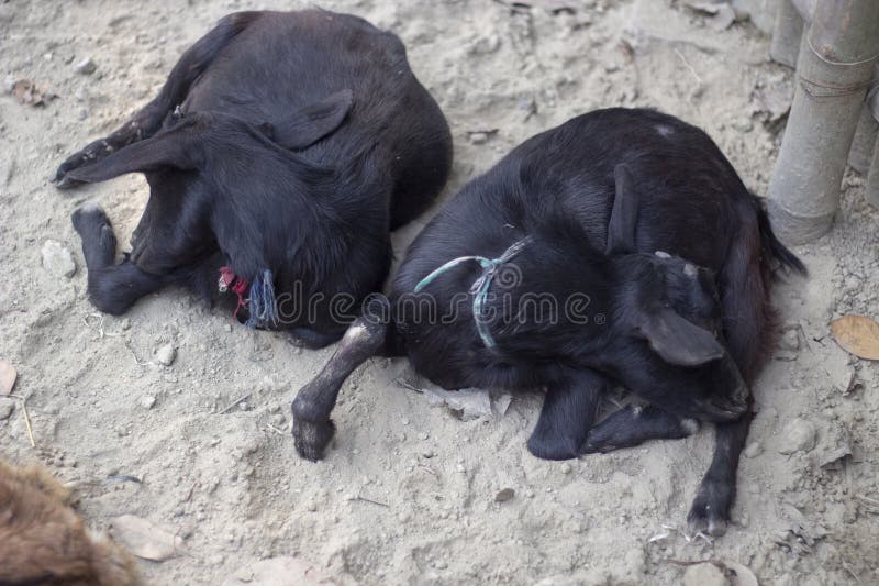 There are Two Goat is Sitting on Soil and Sleeping Stock Image - Image ...