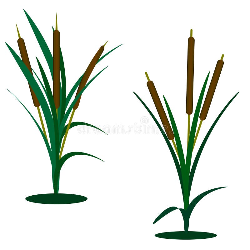 There are Two Reed Bushes on a White Background Stock Vector ...