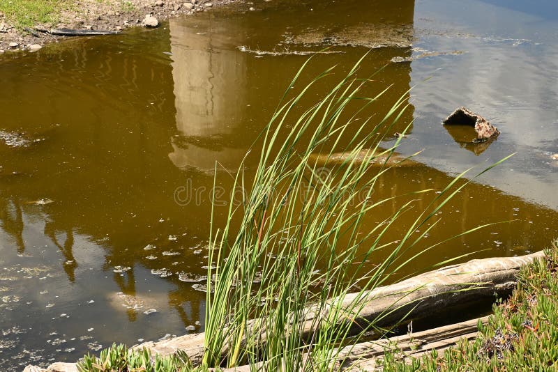 Cattail Bulrush Typha 1 stock image. Image of typha - 255490385