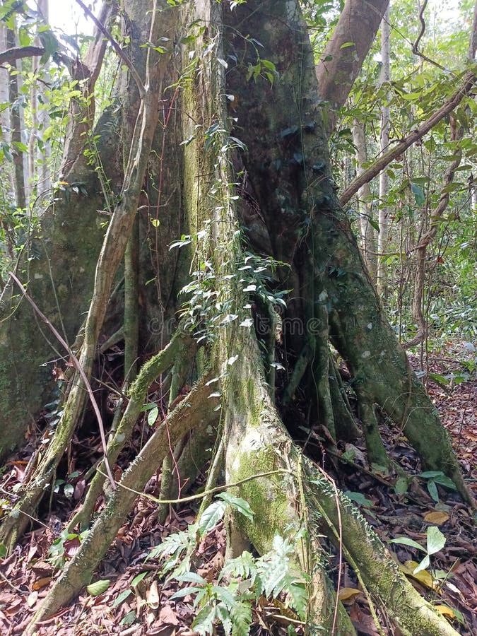 Walnut Tree Roots Visible Using a Camera Stock Photo - Image of visible ...