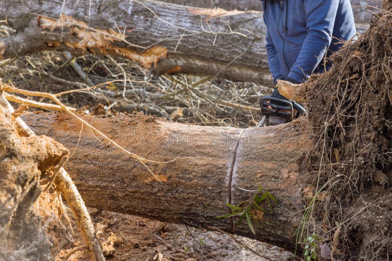 There Was an Ecological Disaster when a Service Worker Cut Down a Tree ...