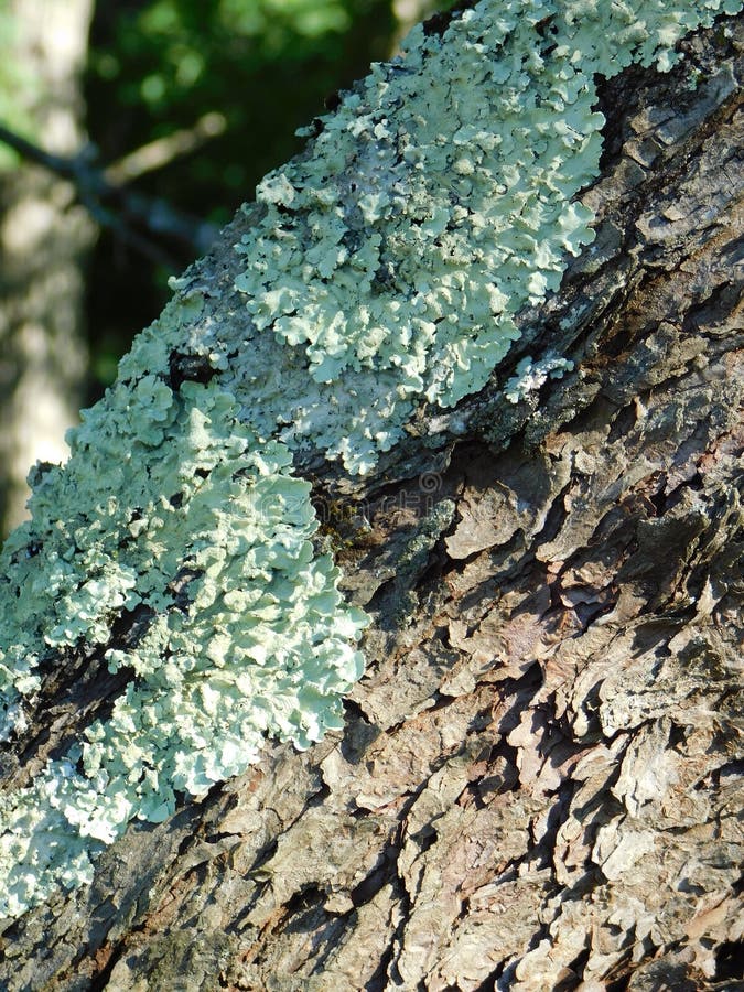 Fungus on the Tree stock image. Image of tree, light - 121613079