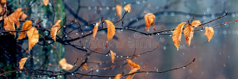 There is Wet Snow in the Forest. Tree Branch with Withered Leaves in ...