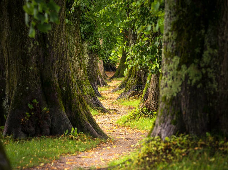 A Tranquil Path Lies in the Center of a Lush Forest, Encircled by Tall ...