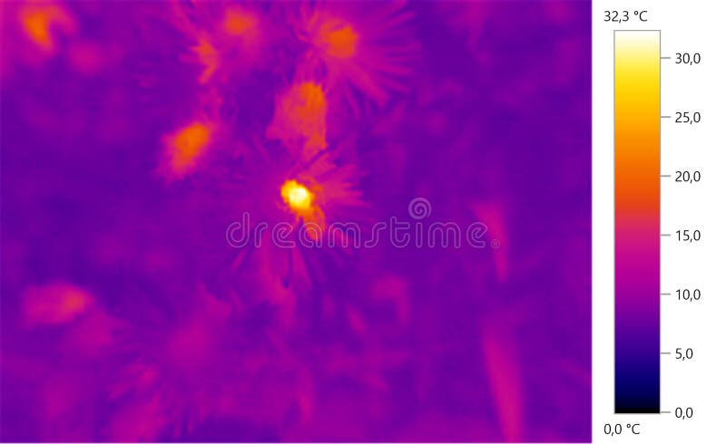 Thermal Image Photo, Bee Color Scale Stock Photo - Image of cold, gray ...
