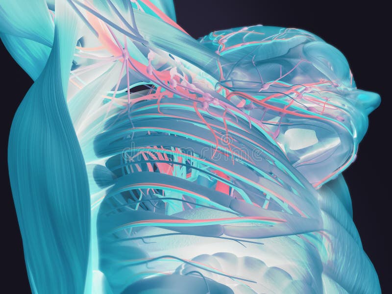 Thermal Imagery of Human Anatomy Stock Image - Image of torso, rear ...