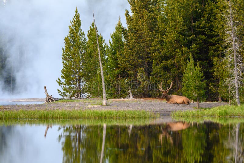 Thermal Steam Rises Behind Resting Elk Stock Photo - Image of morning ...