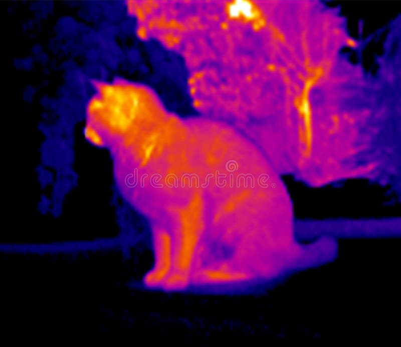 Thermografiek-zittende Kat 2 Stock Foto - Image of handtekening ...