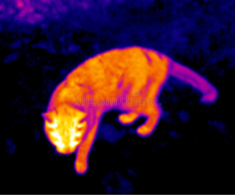 Infrared Cat Stock Photos - Free & Royalty-Free Stock Photos from ...
