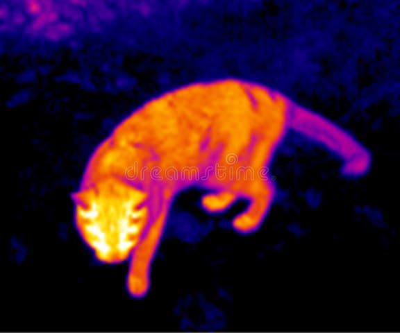 Infrared Cat Stock Photos - Free & Royalty-Free Stock Photos from ...