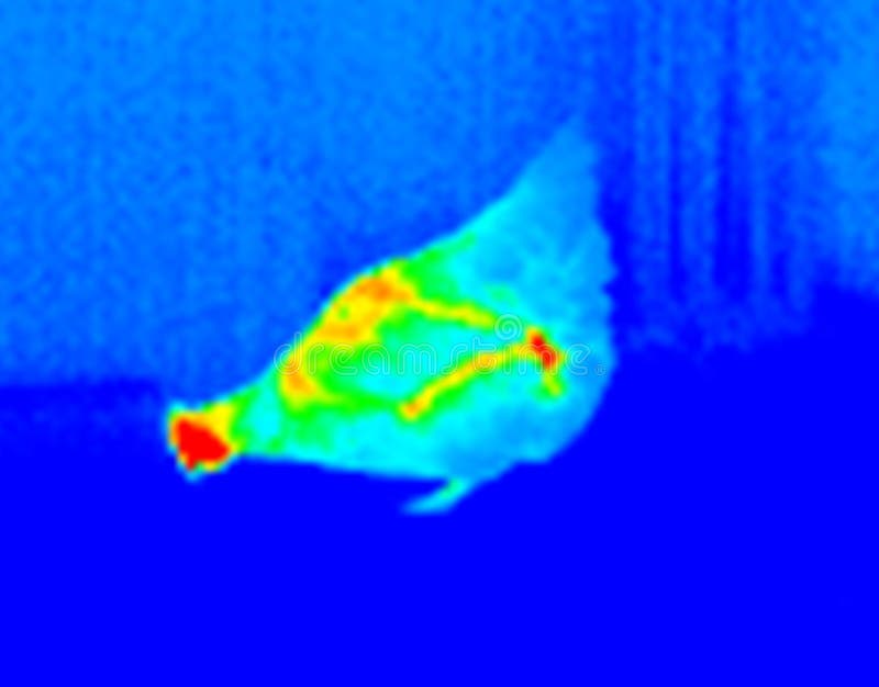 Thermographic Chicken Stock Photos - Free & Royalty-Free Stock Photos ...