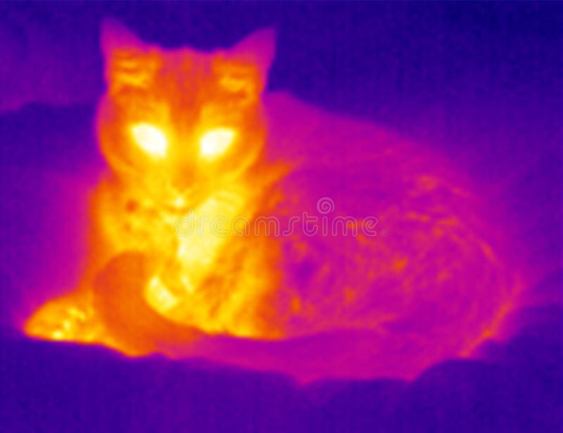 Infrared Cat Stock Photos - Free & Royalty-Free Stock Photos from ...