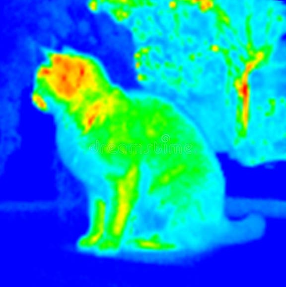 Infrared Cat Stock Photos - Free & Royalty-Free Stock Photos from ...