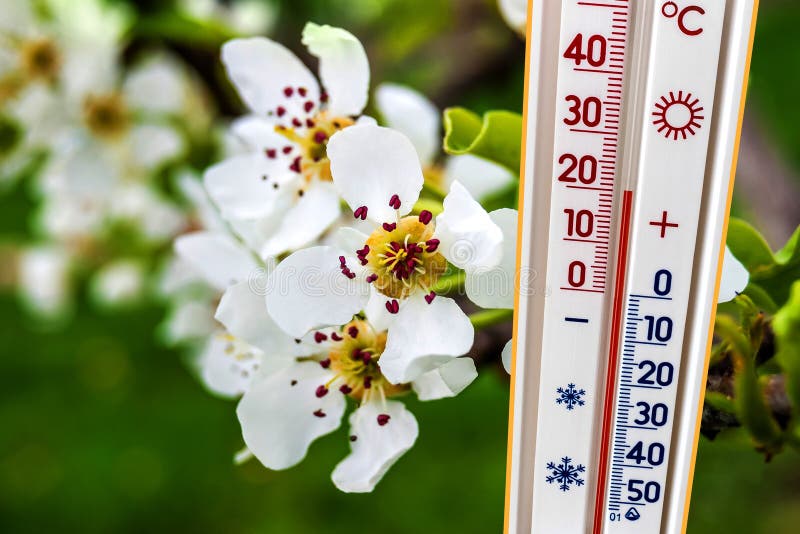 The Thermometer on the Background of a Branch of a Tree with White ...