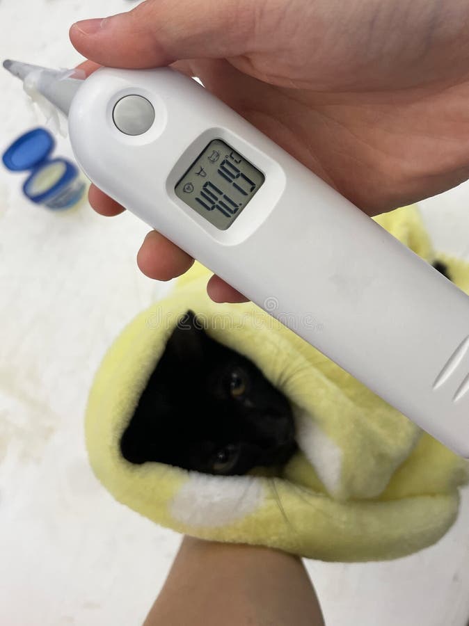 A Thermometer for Measuring the Temperature of a Cat. Thermometer in ...