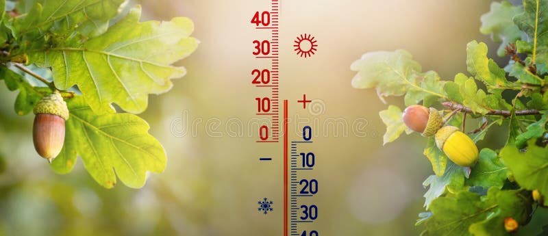 The Thermometer Shows Plus 15 Degrees on a Background of Oak Branches ...