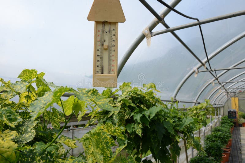 Thermometer To Control the Temperature Stock Image - Image of greenery ...