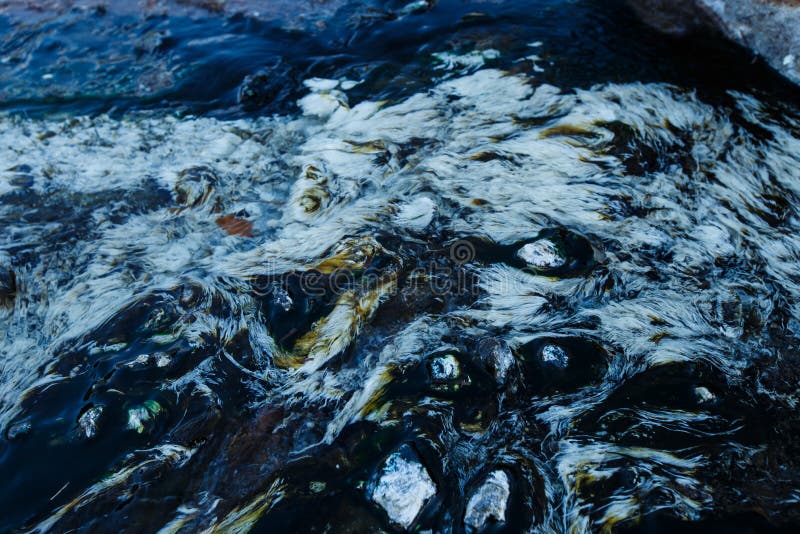 Chloroflexus Aurantiacus Bacteriam Or White Pondweed And Thermophilic ...