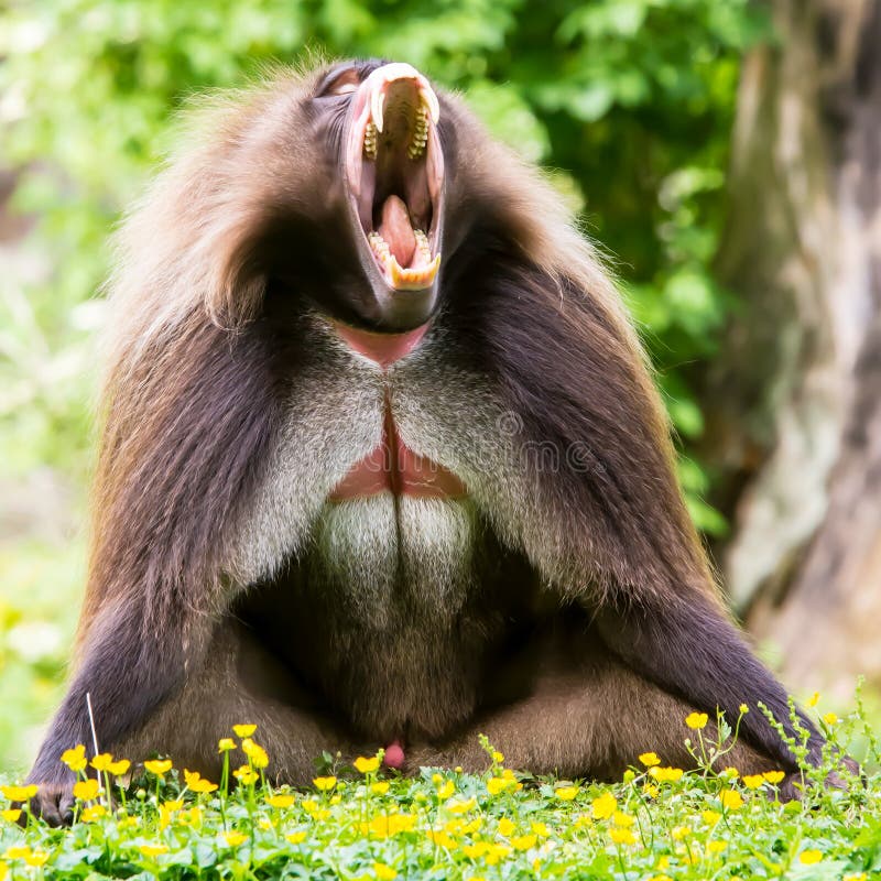 Theropithecus Gelada Monkey Stock Image - Image of weather, gelada ...