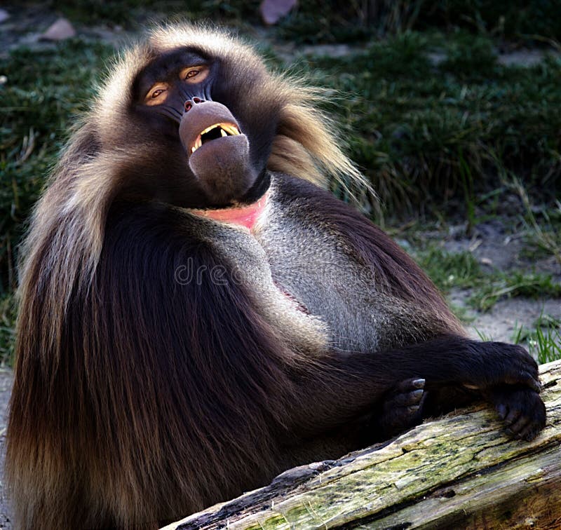 A Theropithecus Gelada Sits on a Log in a Wooded Area with Grass Stock ...