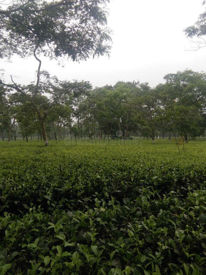 Tee tree stock photo. Image of thes, assam, tree, beautiful - 122719794