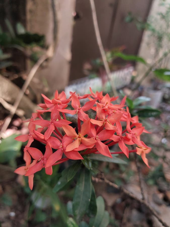 Thetti Flower Red Colour Beautiful Nature Stock Image - Image of flower ...