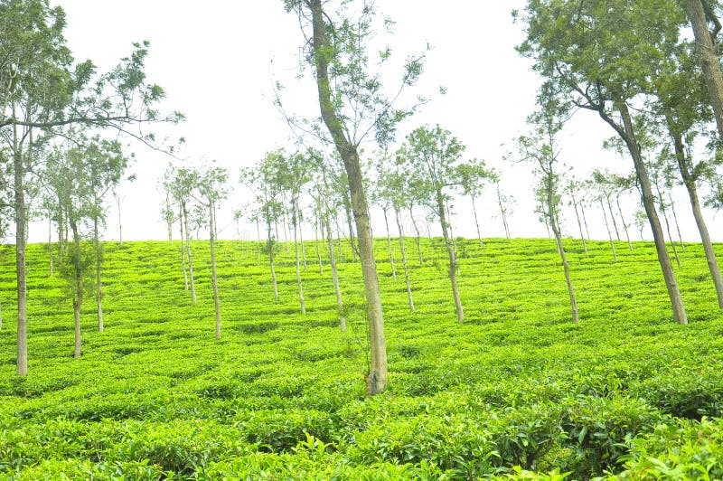 Theyila stock image. Image of trees, theyila, kerala - 122563555
