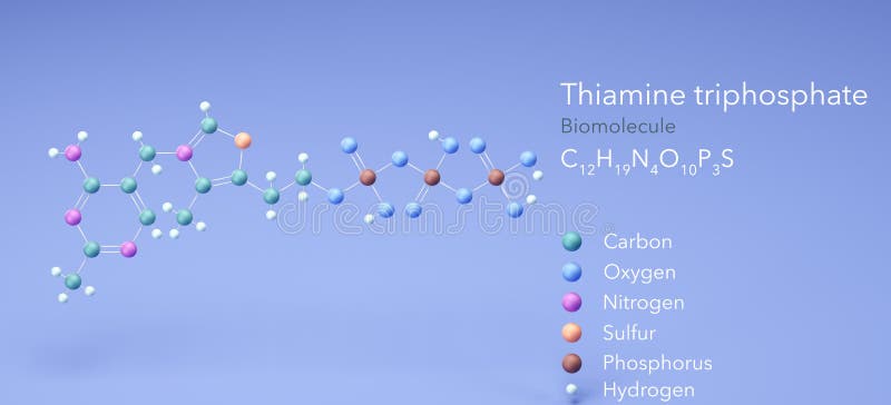 Thiamine Triphosphate, Molecular Structures, Biomolecule, 3d Model ...