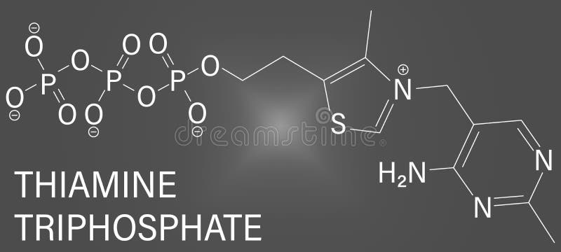 Thiamine Triphosphate Molecule. Skeletal Formula Stock Vector ...