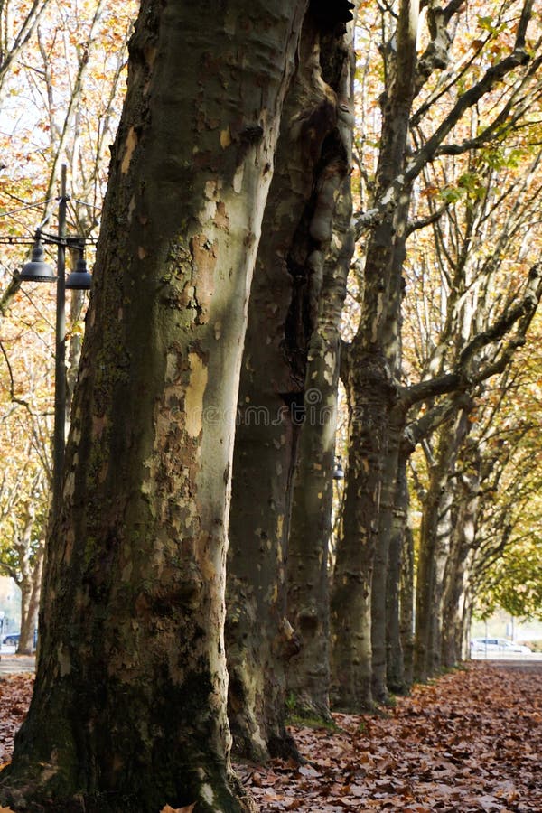 Tall Trees and Brown Autumn Leaves on the Ground, in Bordeaux, France ...