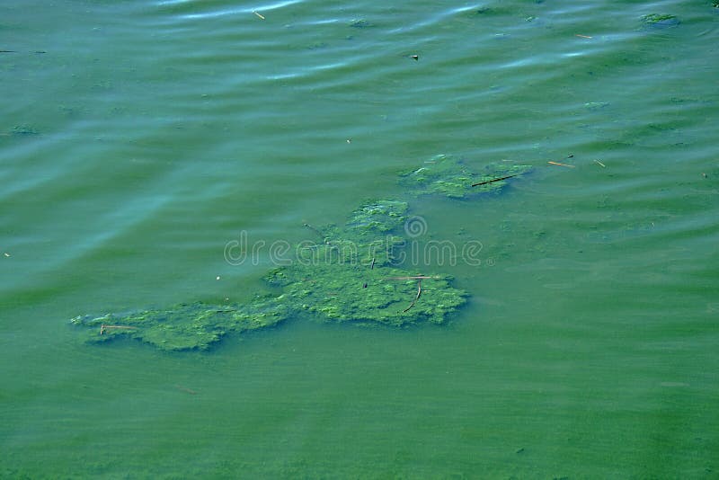 500 Algae Dam Water Stock Photos - Free & Royalty-Free Stock Photos ...