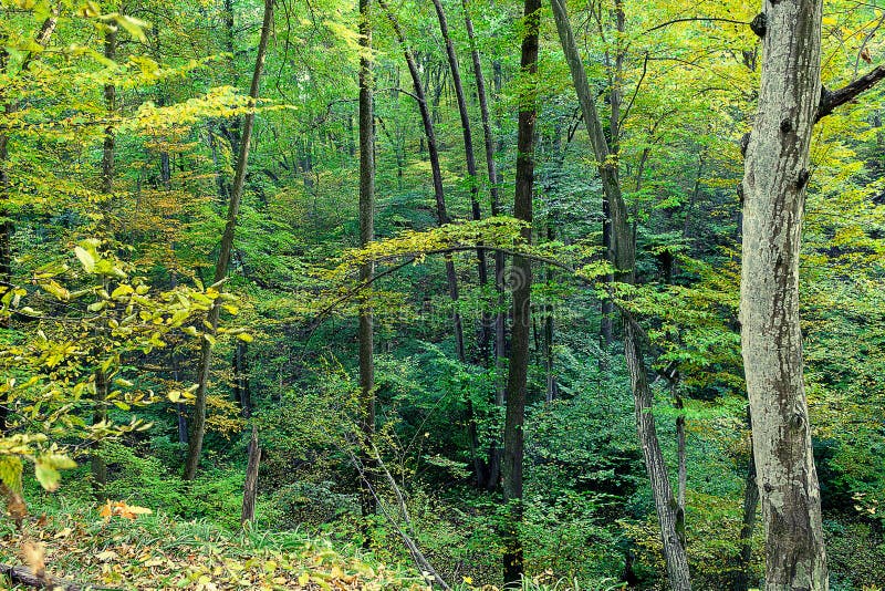 Thick autumn forest stock photo. Image of park, green - 87507634