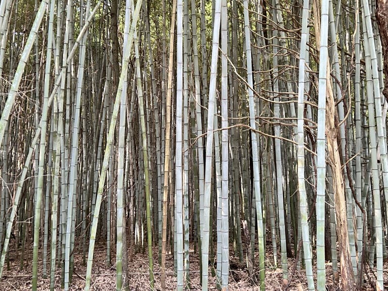 Thick Bamboo Forest stock image. Image of thick, grove - 340156295