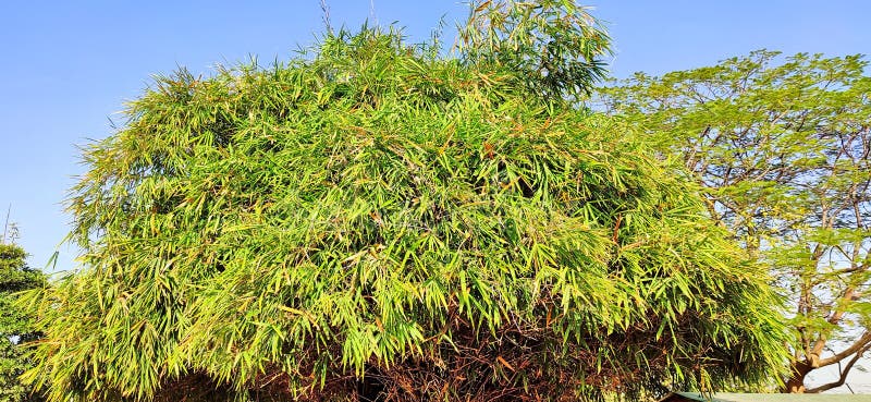 Thick bamboo tree editorial stock photo. Image of bright - 213235618