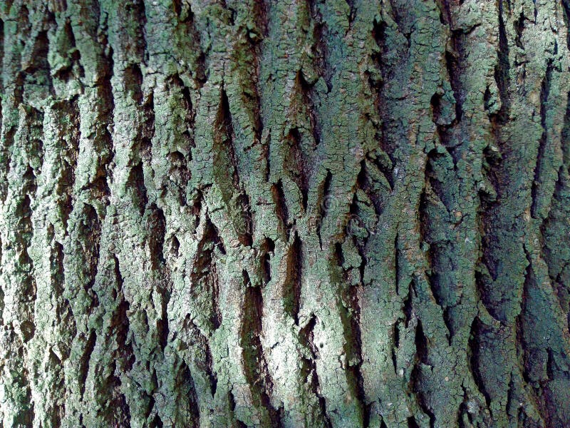 Thick Bark Tree Macro Background Stock Image - Image of tree, bark ...
