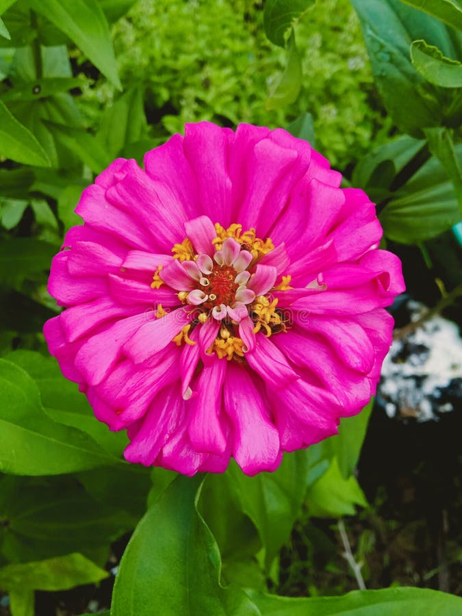 Thick and Beautiful Flower Petals Stock Photo - Image of purple ...