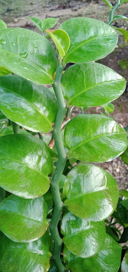 Thick and Beautiful Green Leafy Flower Stock Photo - Image of thick ...