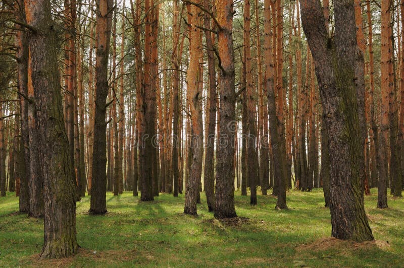 Thick Beautiful Spring Forest with Pine Trees. Clean Environment ...