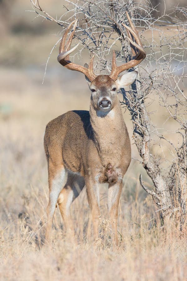 Thick Big Beamed Whitetail Buck Standing at Alert Stock Photo - Image ...