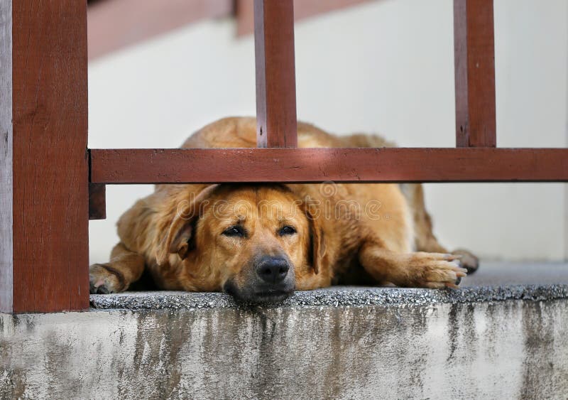 Thick big dog stock image. Image of life, shape, cute - 45057333