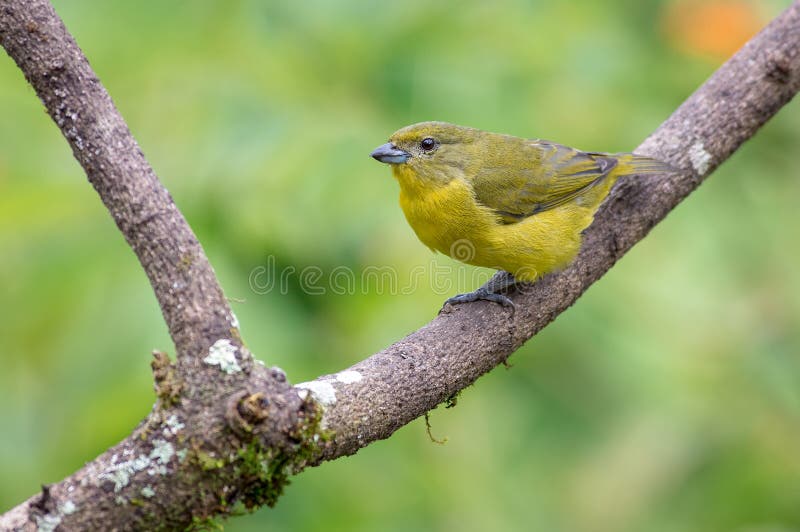Thick-billed Euphonia Female Perched on a Dry Tree Stock Photo - Image ... Thick-billed Euphonia Female Perched on a Dry Tree Stock Photo - Image ...