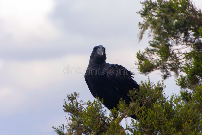 Thick-billed Raven Bird on the Tree, Simien Mountains Stock Image ...